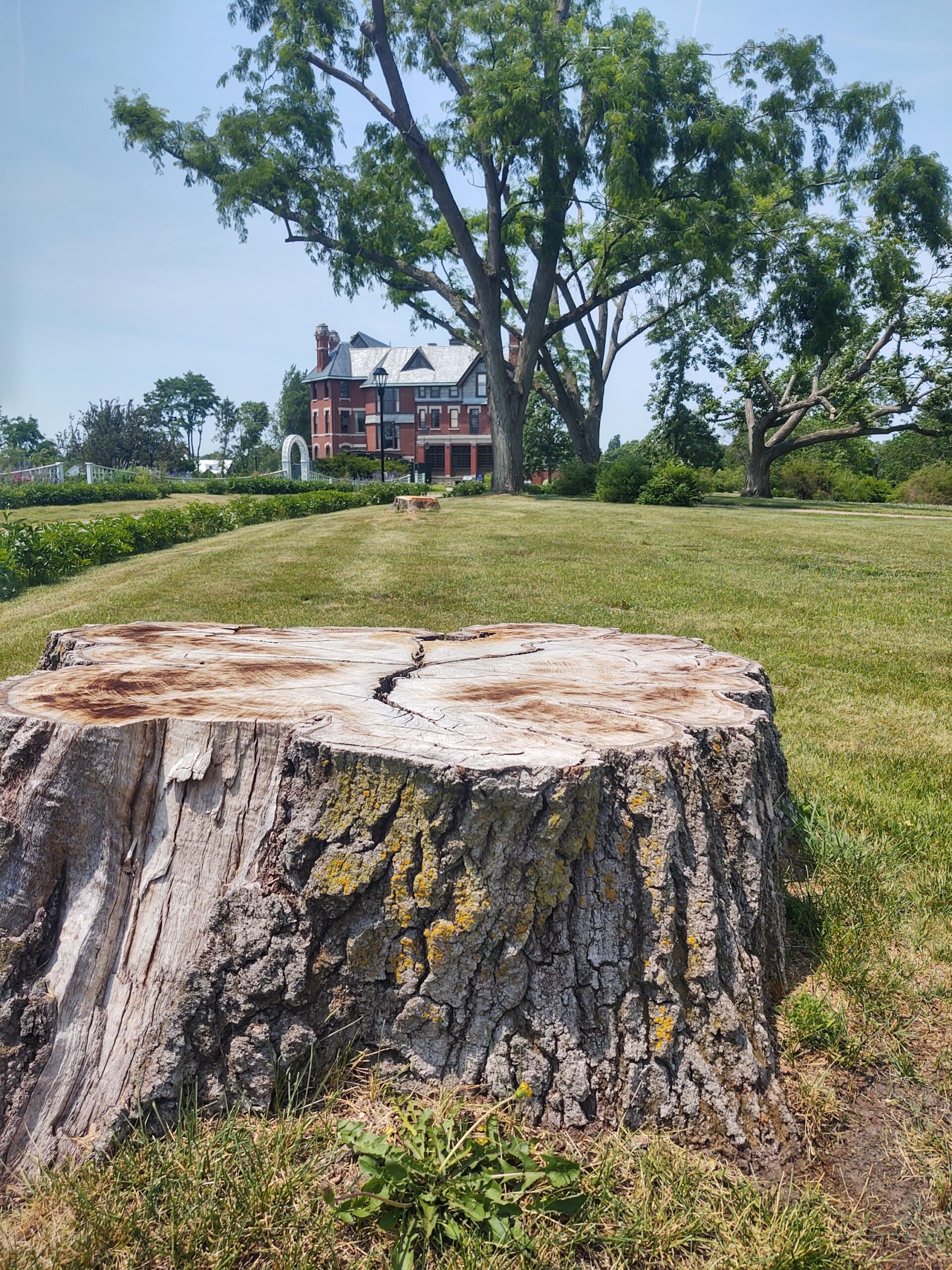 Red Oak Tree Stump - Brucemore