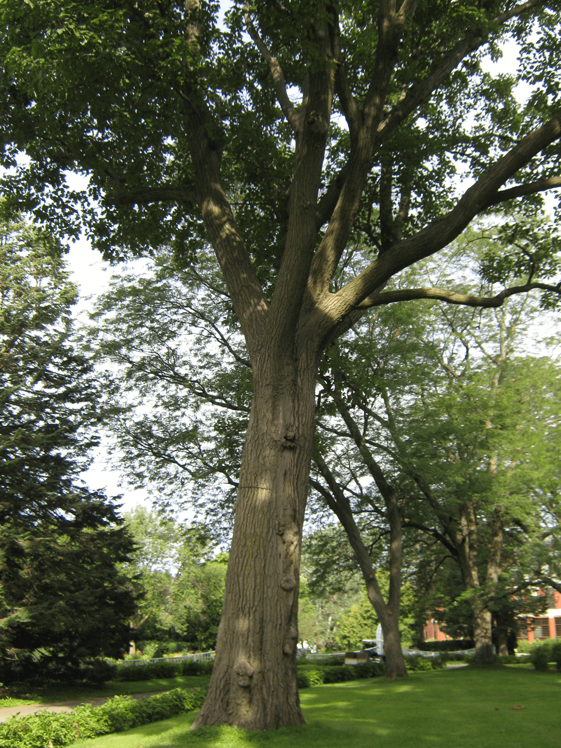 Red Oak Tree Stump - Brucemore